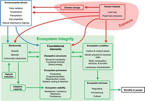 Structure And Function Of Forest Ecosystemterrestrial
