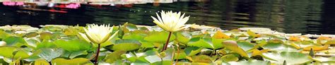 Comment Entretenir Un Bassin De Jardin CarrefourDesTravaux Fr