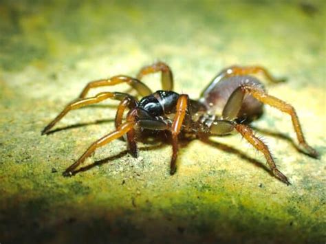 New Species Of Intersex Spider Discovered In Thailand