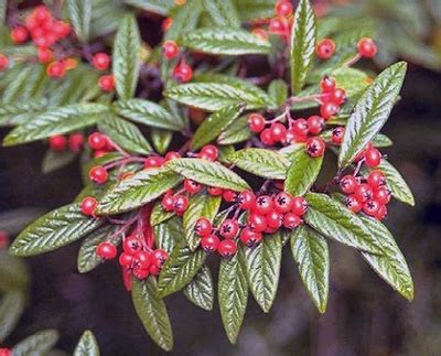 Willowleaf Cotoneaster Cotoneaster salicifolius 'Scarlet Leader' from ...