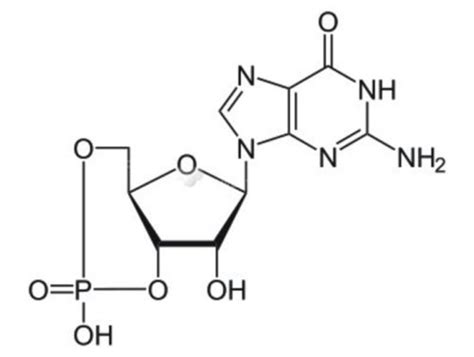 Cyclic Gmp Direct Chemiluminescent Elisa Kit Arbor Assays