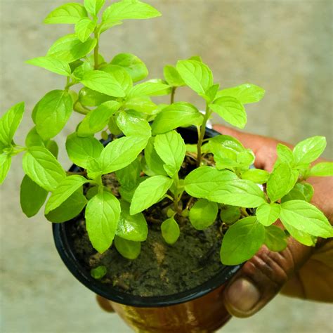 Buy Fresh Mint Tulsi Plant Online Vicks Tulsi Mentha Arvensis