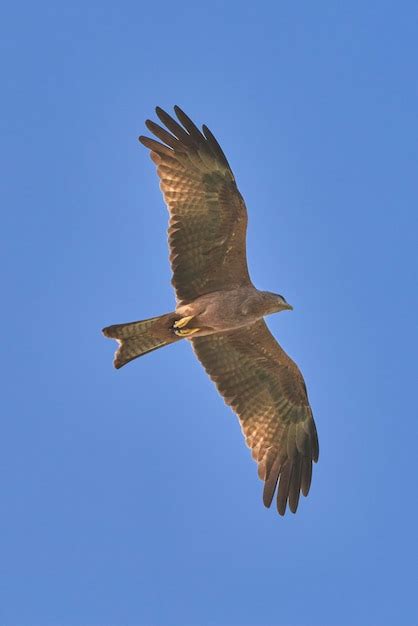 Premium Photo Schwarzer Milan Milvus Migrans