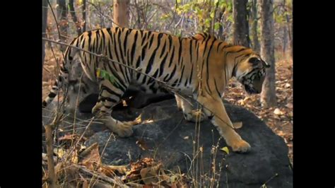 აფრიკული ლომი Vs ამურის ვეფხვი ჩემი მეორე ვიდეო Youtube