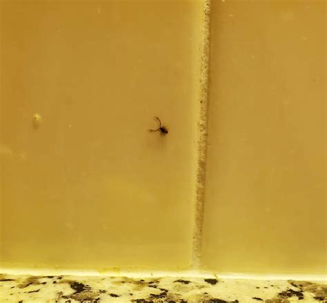 Tiny Bug With Giant Front Limbs R Bugidentification