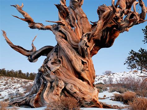 Oldest Tree In The World 2025 Lanna Nerissa
