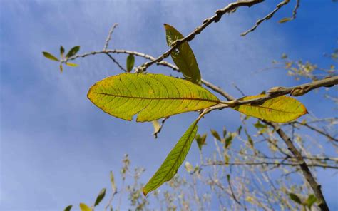 Saule Roux Ou Saule à Feuilles Dolivier Balade Randonnée Près De