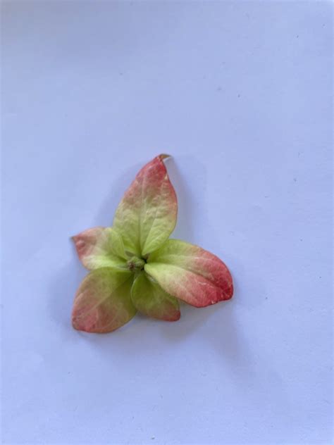 Nusa Indah Object Detection Dataset By Geraldcompany