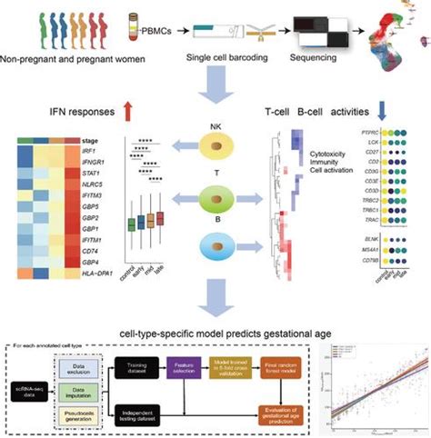 孕妇外周血单个核细胞单细胞图谱 Clinical And Translational Medicine X Mol