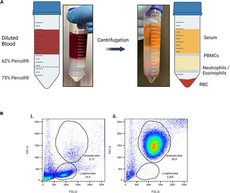 Neutrophil Isolation Kit Human At Taisha Thomas Blog