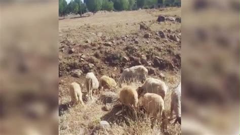 مقطع الذيب وراعي الغنم فيديو الذيب والشطرطون Youtube