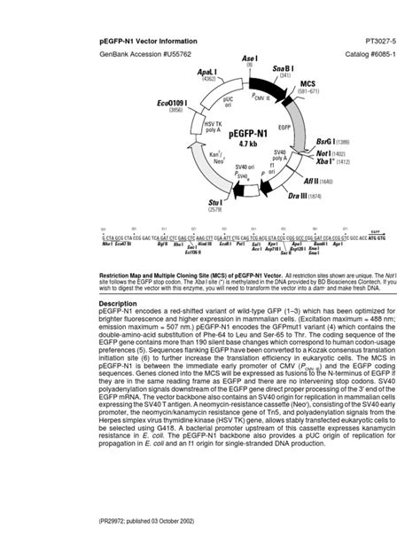 Pegfp N1 Vector Information Pdf Green Fluorescent Protein