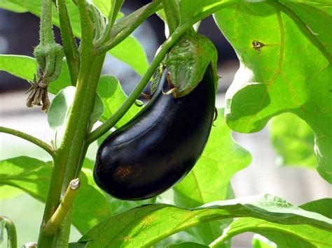 Best Companion Plants For Eggplants Full List Gardenisms