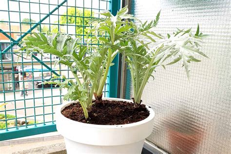 How To Overwinter Artichoke Plants Gardeners Path