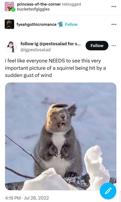 Windy Squirrel Rtumblr