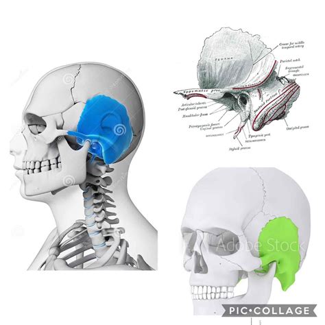 Suprameatal Triangle