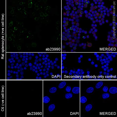 Anti Mhc Class Ii Antibody Mrc Ox 6 Ab23990 Abcam