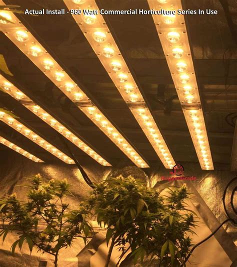 Buy Led Grow Lights Led Grow Lights For Sale Horticulture And