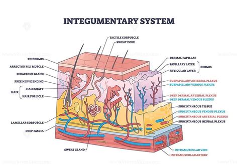 Label The Integumentary Structures And Areas Indicated