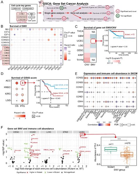 A Case Study Analyzing Core Cell Cycle Gene Set In Tcga Cancers By