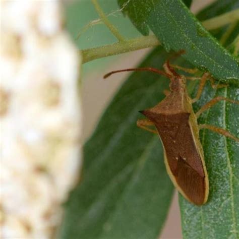 Cletus Insect Identification Guide Habitat And Facts