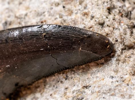 Allosaurid Tooth From Portugal The Natural Canvas