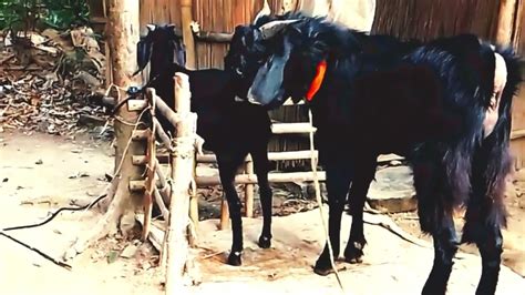 Beautiful Goat Farm New Video Episode 105 । बकरी सुंदर सुंदर बकरी
