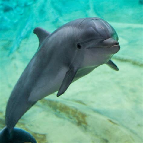 Dolphins Shalanda Haskins