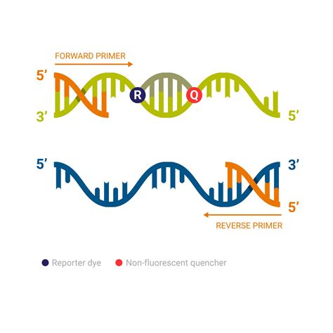 How Taqman Assays Work