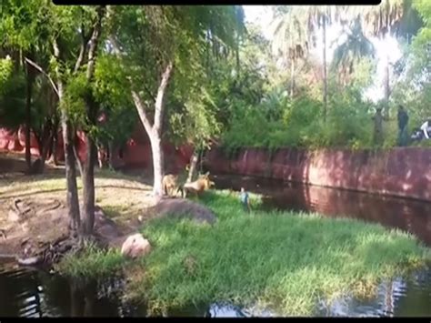 Sher Ka Video फिसलकर शेर के बाड़े में गिर पड़ा युवक फिर जो हुआ हिल ना