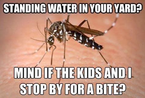 87 Silly Mosquito Jokes Ideas Mosquito Jokes Hilarious