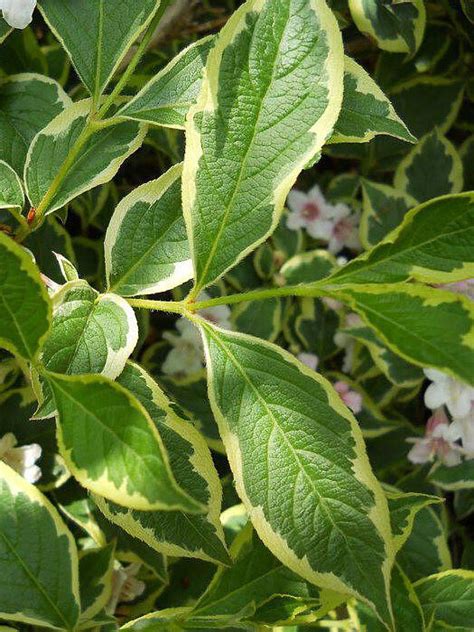 Вейгела пестролистная (Weigela variegata)