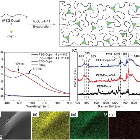 A Schematic Overview Of Dopa Proteins And Dopa In Mussel Adhesion A