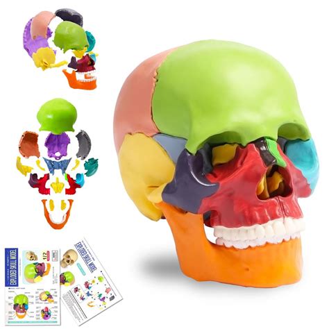 Gopnaty Modelo de Calavera Humana Modelo Anatómico de Cráneo Humano