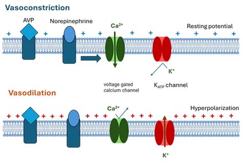 Content Levosimendan Cvdapp