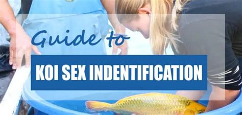 Koi Gender Identification How Can You Tell Pics And Tips Pond Informer