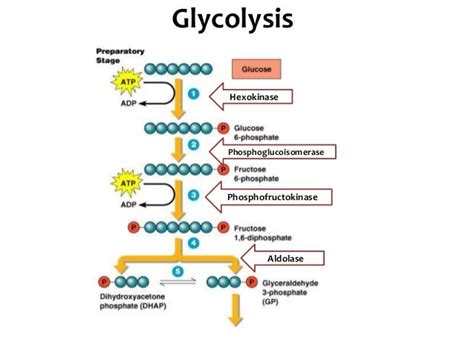 Mitochondria And Atp Production