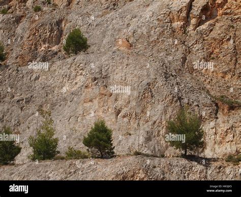 Pine Tree Is Evergreen Coniferous Resinous Tree The Bark Of Most