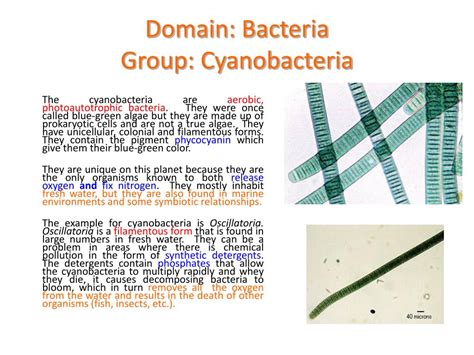 Ppt Exploring Prokaryotes Structures And Diversity Powerpoint Presentation Id 2129381