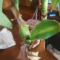 Дерево счастья Драцена /Dracena tropic/ Живая сила джунглей - «Сувенир ...