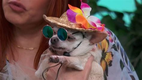 Que tu mascota luzca al último ladrido de la moda con estas tendencias