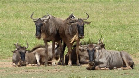 Gnu Shell Bash 5 0 Ist Verfügbar Golem De