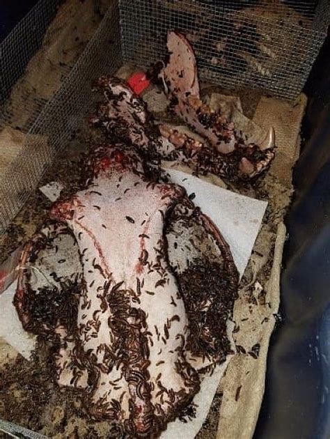 Specimen Preparation Everything You Need To Know Buffalo Bill Center