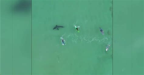 Caught On Video Great White Shark Swims Near Group Of Surfers