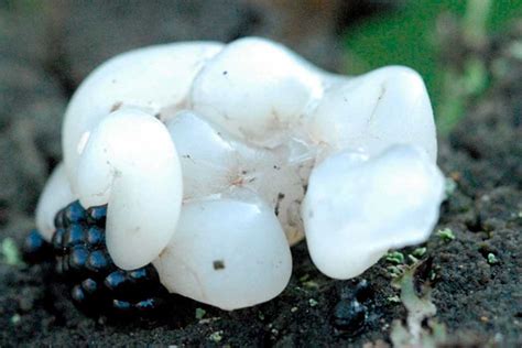The Mystery Of The Oakville Blobs Historic Mysteries