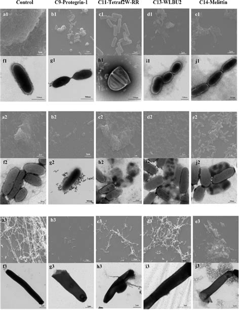 Scanning Electron Micrographs And Transmission Electron Micrographs Of