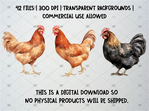 Watercolor Chicken Clipart Set Of 42 Png Files Rooster Clipart Hen