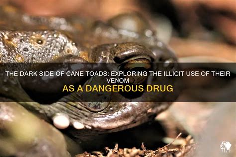 The Dark Side Of Cane Toads Exploring The Illicit Use Of Their Venom