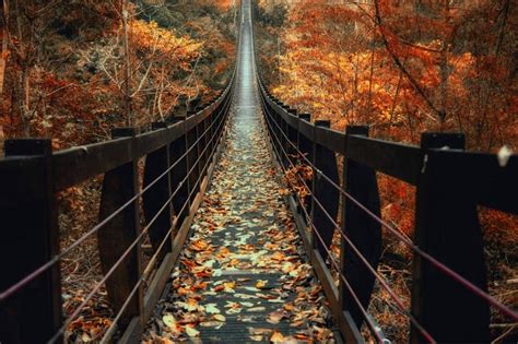 1011823 Sunlight Trees Landscape Forest Fall Leaves Nature
