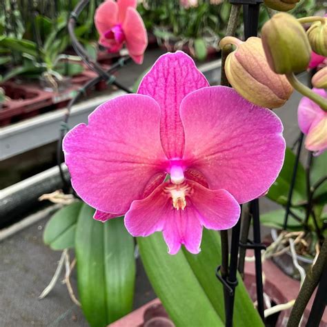 Орхідеї Київ Відправка по всій Україні пакування БЕЗКОШТОВНЕ Orchids Kyiv • Instagram